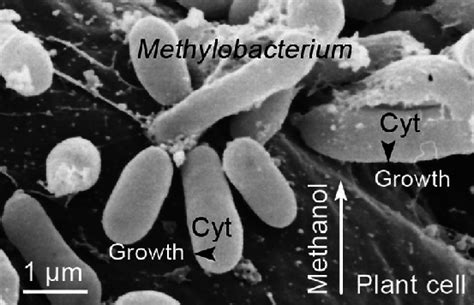 Scanning Electron Micrograph Of Methylobacteria M Mesophilicum Download Scientific Diagram