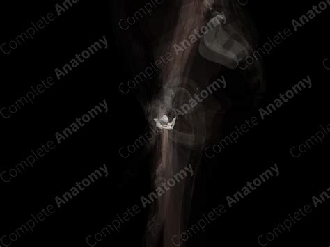 Intermetacarpal Joints Left Complete Anatomy