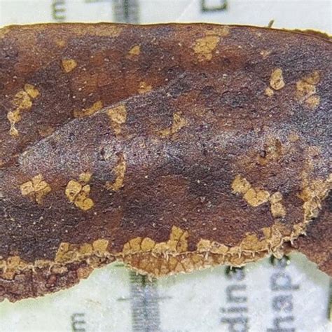 Model Organism Phylloicus Larva With Litter Case Download Scientific