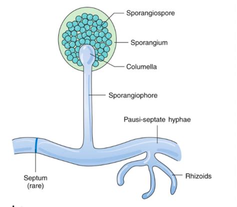 CH Fungal Classification Structure And Replication Flashcards Quizlet