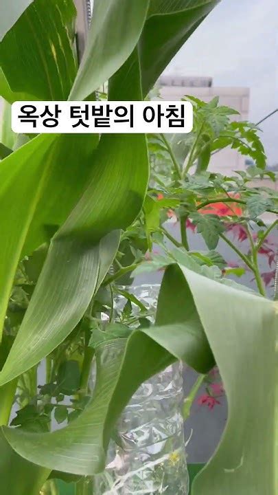 옥상 텃밭의 아침 Youtube