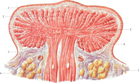 154 舌 冠状切面 系统解剖学