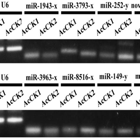 Stem Loop Rt Pcr Confirmation Of Eight A C Cerana Mirnas Lane M Dna