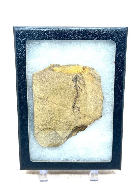 Fossil Amphibians For Sale