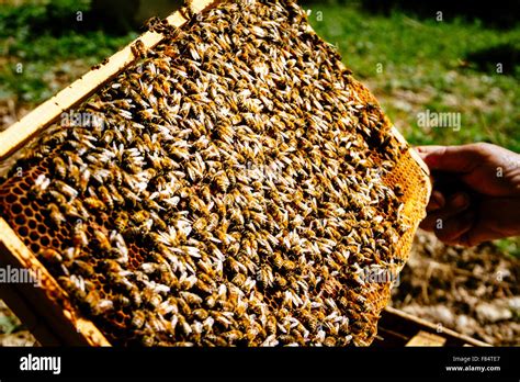 How Many Bees In A Hive Examples And Forms
