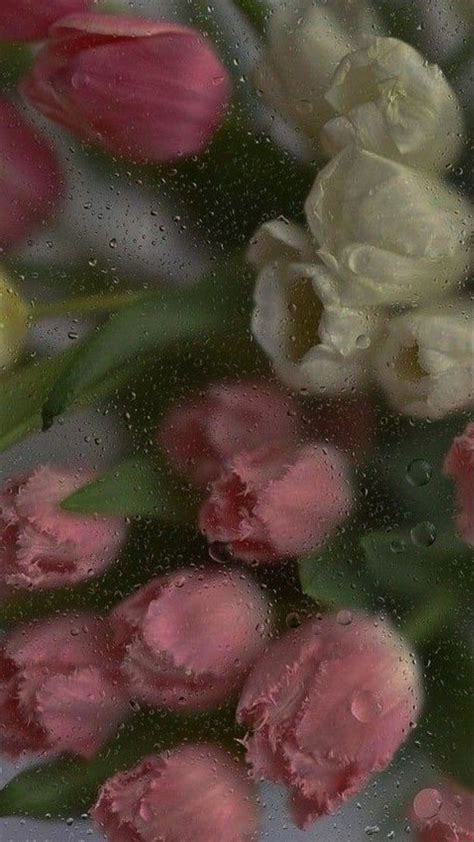 Floral Rain Wallpaper วอลล์เปเปอร์ลายดอกไม้ พื้นหลังลายดอกไม้ วอลล์เปเปอร์สีชมพู