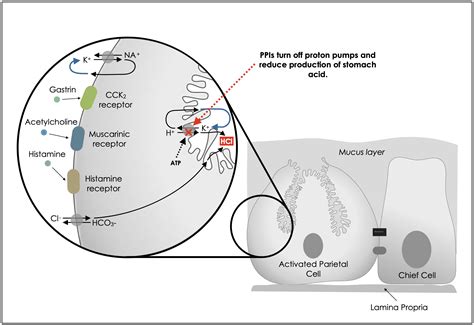Long Term Effects Of Ppis On Immunity — Nutrunity⎪naturopathic Clinic ⎪london Expert Nutrition