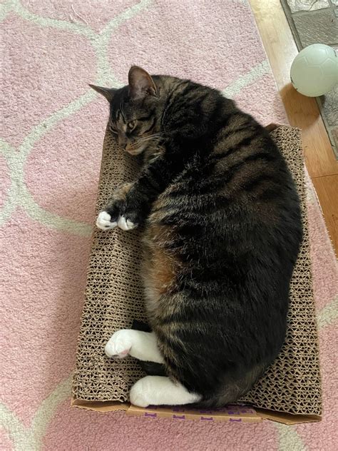 Standard Issue Model R Standardissuecat