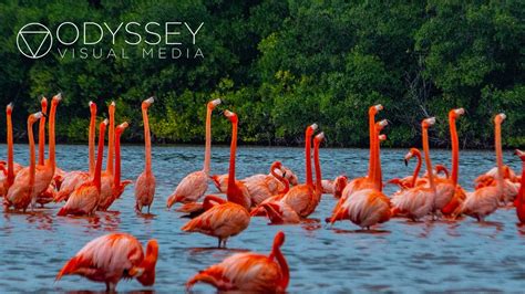 Incredible Flamingos At The Celestún Biosphere Reserve Beautiful