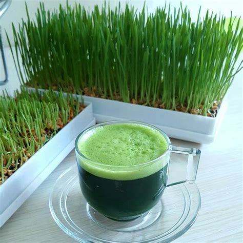 Wheatgrass Microgreen Seeds Mountain Top Seed Bank