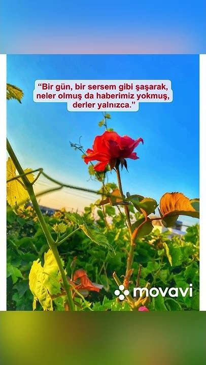 Sevgi Soysaldan Alıntılar Youtube