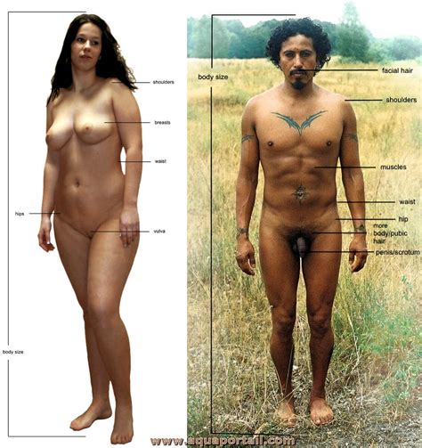 Sexe D Finition Et Explications