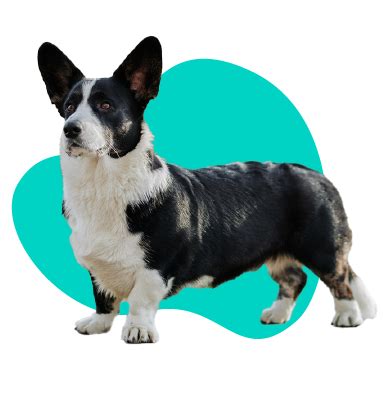 Welsh Corgi Cardigan — Wszystkie Informacje I Opis Rasy