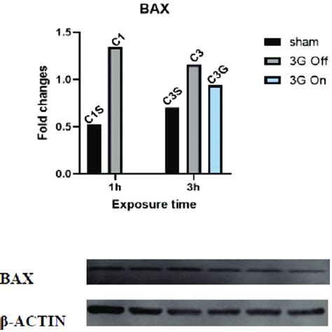 Effects Of 25 Ghz Of Radiofrequency Radiation Exposure For 1 And 3 H Download Scientific