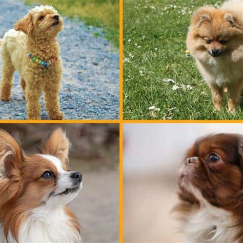Top 10 Razas De Perros PequeÑos Y Peludos
