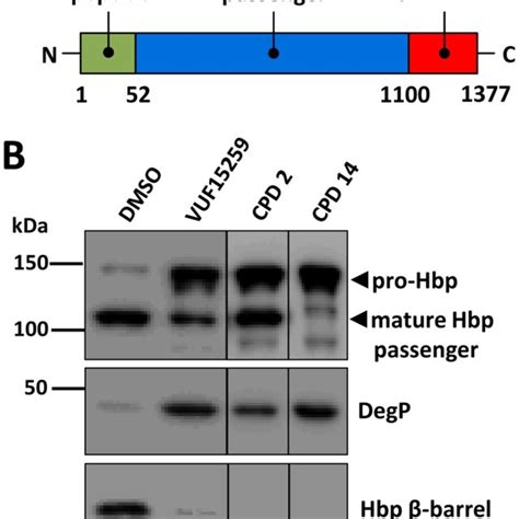 Hbp Secretion Is Impaired By Compounds And A Schematic Overview Download Scientific