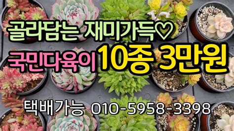 221110공주농원 국민다육 골라골라 10종 3만원 골라담는 재미♡ 택배주문 가능 쪼꼬미다육 예쁜다육 다유기