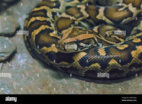 Python Bivittatus Is A Large Poisonous Snake One Of The Six Largest Snakes In The World Stock