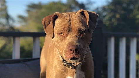 How Much Does A American Pit Bull Terrier Cost