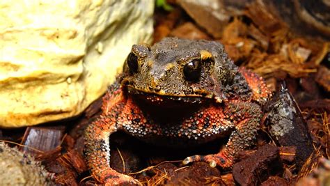 Bony Headed Toad Bufo Galeatus Terrarium Stock Footage Video 100