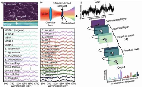 Rapid Identification Of Pathogenic Bacteria Using Raman Spectroscopy