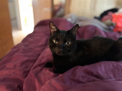 My Best Girl Prim Taking Care Of Me Post Op Rblackcats