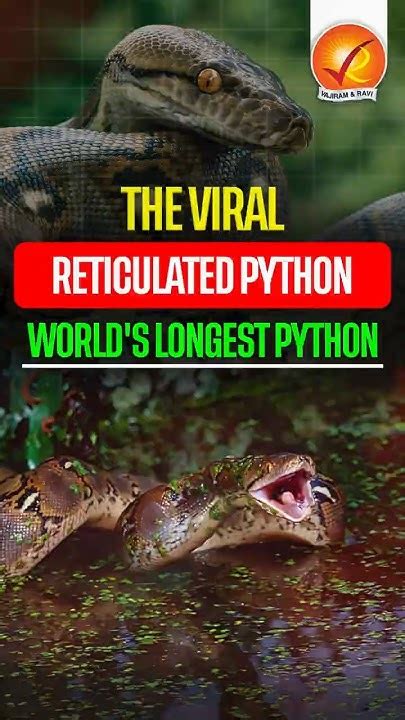 The Viral Reticulated Python World S Longest Python Youtube