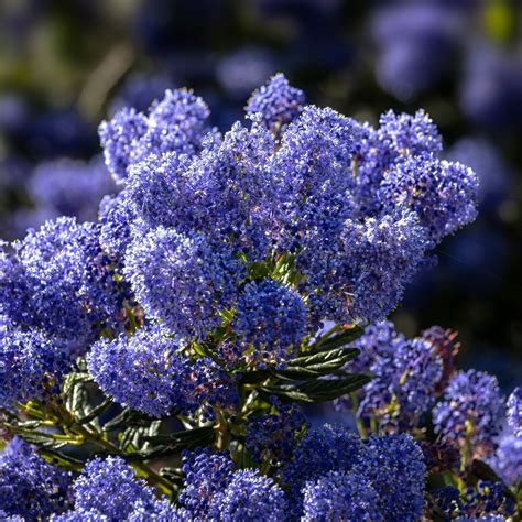 Ceanothus Concha Buy Californian Lilac Shrubs Ornamental Trees