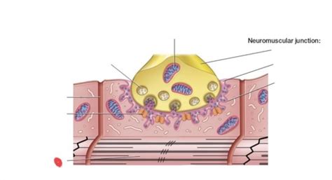 Synapse Flashcards Quizlet