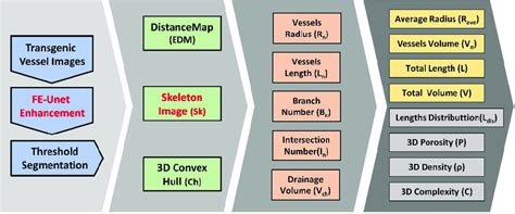 Topological Parameters Extraction From Fe Unet Enhanced 3d Cerebral Download Scientific Diagram