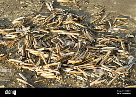 The Tide Line Is Littered With The Empty Shells Of Razor Shell Bivalves