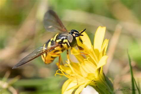 Chrysotoxum Intermedium Les Carnets Nature De Jessica Photographie