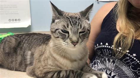 Very Sweet Feline Needs A Second Opinion On A Case Pyothorax Vs Chylothorax Youtube