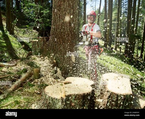 Logger Cutting Tree With Electric Saw In Forest Stock Photo Alamy