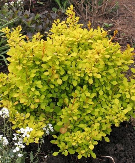 Berberis thunbergii (барбарис Тунберга) 'Aurea Nana' | Зеленый город