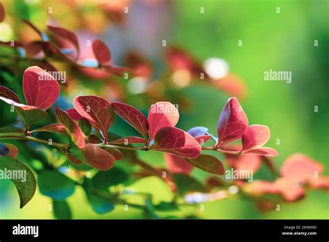 Berberis Thunbergii Red And Light Green In The Depths Of The Ornamental Shrub Branches Close