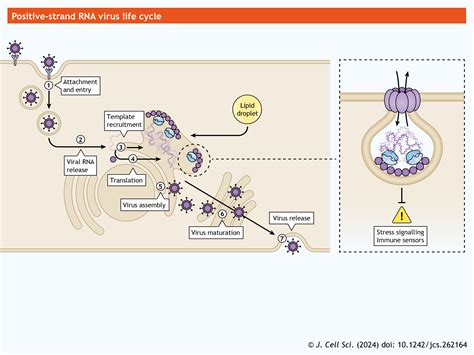 Positive Strand Rna Virus Replication Organelles At A Glance Journal