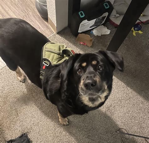 9 Yr Old Female Was Labeled As Sheperd Mix By The Shelter What You