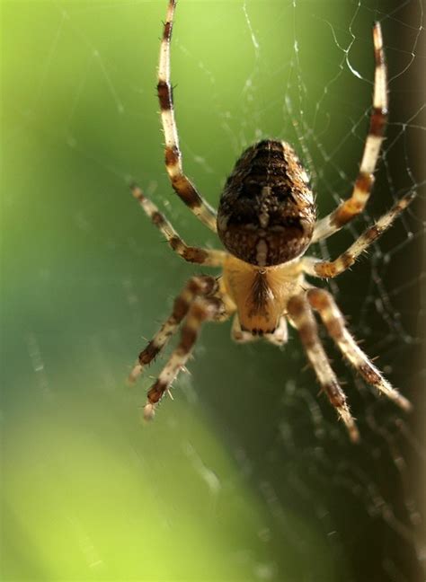 Exploring Angulars Capabilities For Progressive Mobile Web