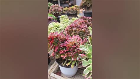 신상 멋진아이들 입고되었어요 다육사랑1004농원 구독좋아요 Youtube