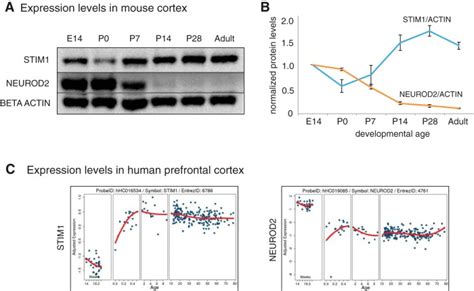 Neurod2 Regulates Stim1 Expression And Store Operated Calcium Entry In