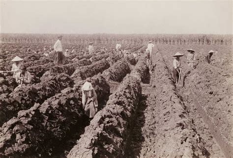 History Of Sugarcane Earthhome Evolution