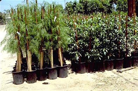 Staking Nursery Production Landscape Plants Edward F Gilman UF IFAS