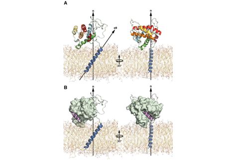 Position Of Membrane Anchored Bcl Xl In The Membrane Obtained After 350 Download Scientific