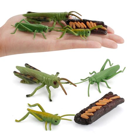 Grasshopper Snail Insects Growth Life Cycle Mode Vicedeal