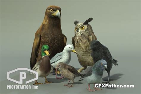 Unity Asset Birds Pack V21 Gfxfather