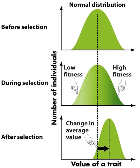 Patterns Of Natural Selection