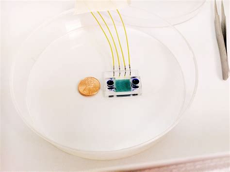 Chip Splits Cancer Cells From Blood For Better Analysis Futurity