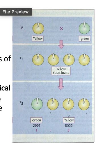 Semester 1 Mendelian Inheritance Patterns Flashcards Quizlet