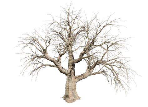 D Highly Detailed Tree Trunk Model TurboSquid
